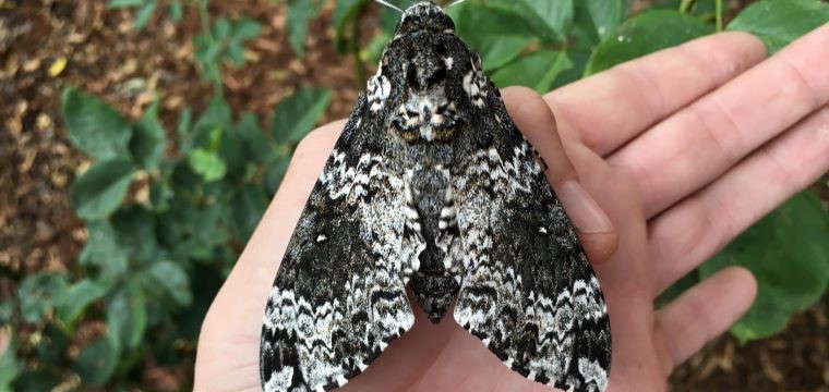 Tucson Botanical Gardens
